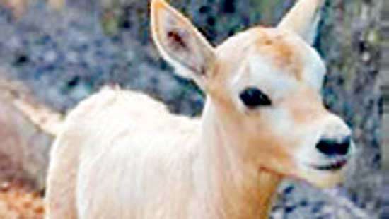 Baby Arabian oryx born at Dehiwala zoo: DG - Front Page | Daily Mirror