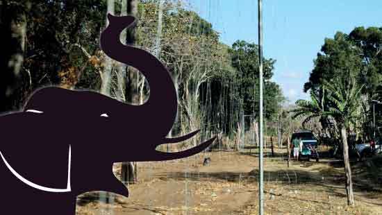 Two simple solutions to Human-Elephant conflict - News Features | Daily ...