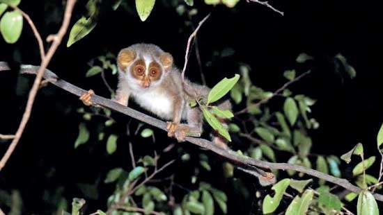 Spotting and conserving the Red and Grey Slender Loris - Life | Daily ...