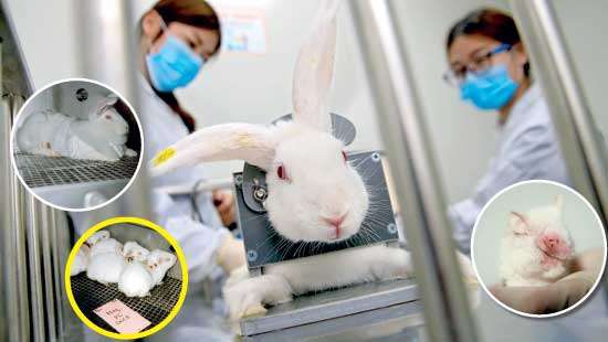 BEAUTIES AND BEASTS: Cosmetic testing on animals – a necessary evil or ...