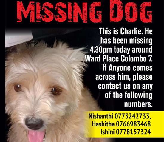 Missing Dog - News Features | Daily Mirror