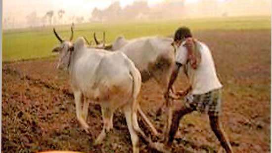 Documenting the saga of war-time farmers - News Features | Daily Mirror