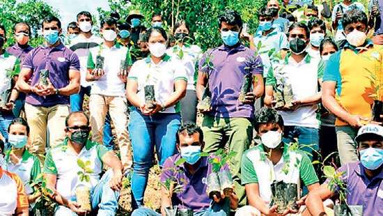 Hemas Consumer to plant 15,000 trees in reforestation initiative ...