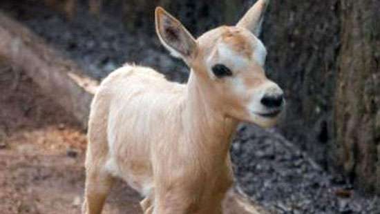 Baby Arabian oryx born at Dehiwala zoo: Zoo DG - Latest News | Daily Mirror