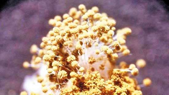 Know your aflatoxin - News Features | Daily Mirror