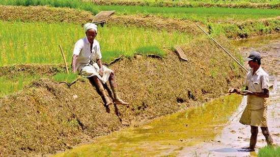 No money, paddy or rice - Recomended News | Daily Mirror