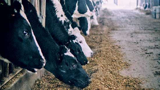 Animal agriculture is a nightmare for the environment, here’s why ...