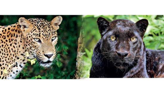 Bushmeat business puts leopards in peril - Plus | Daily Mirror