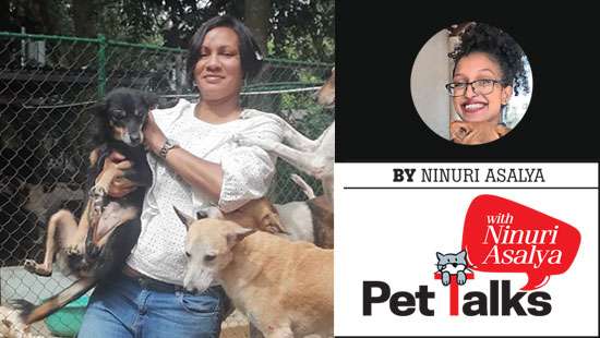 The Sri Lankan Hound - With Save A Paw - Pet Talks with Ninuri Asalya ...