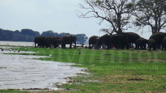 Elephants of Kala Wewa - Caption Story | Daily Mirror