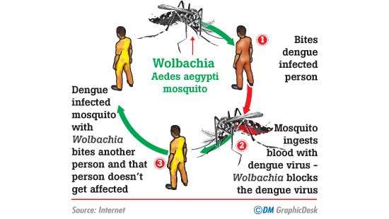 Wolbachia to be injected to dengue mosquitoes - Front Page | Daily Mirror