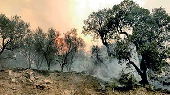 At least 65 killed in Algerian wildfires - International | Daily Mirror