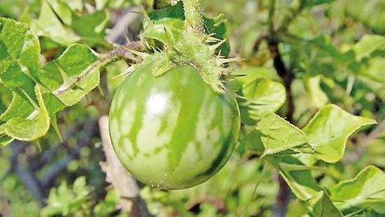 Daily Mirror - Sri Lanka Latest Breaking News and Headlines - Print ...