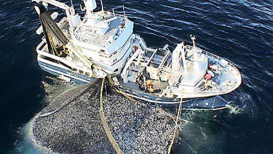 Concerns over destructive fishing methods - News Features | Daily Mirror