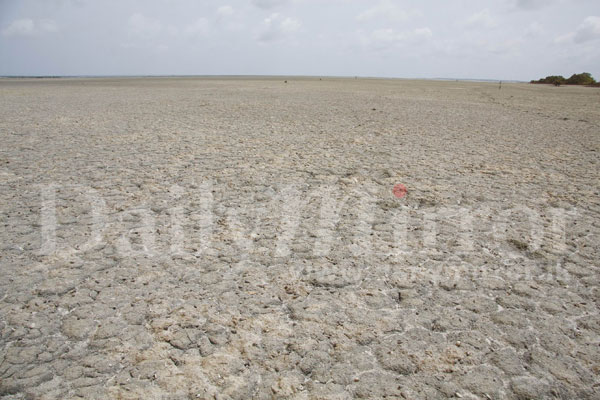 Puttalam lagoon dries out - Caption Story | Daily Mirror