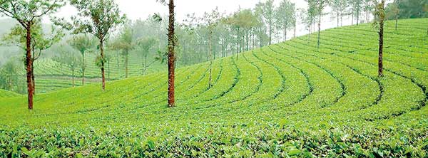 The Mascots tour their former ‘homeland’ Ex-planters of the Maskeliya ...