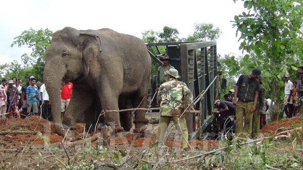 A ‘rogue elephant’ captured - Caption Story | Daily Mirror