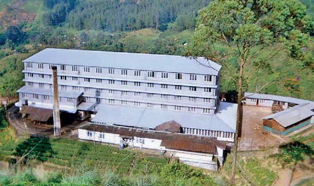 Carolina Estate teas receive all-time record price | Daily Mirror - Sri ...