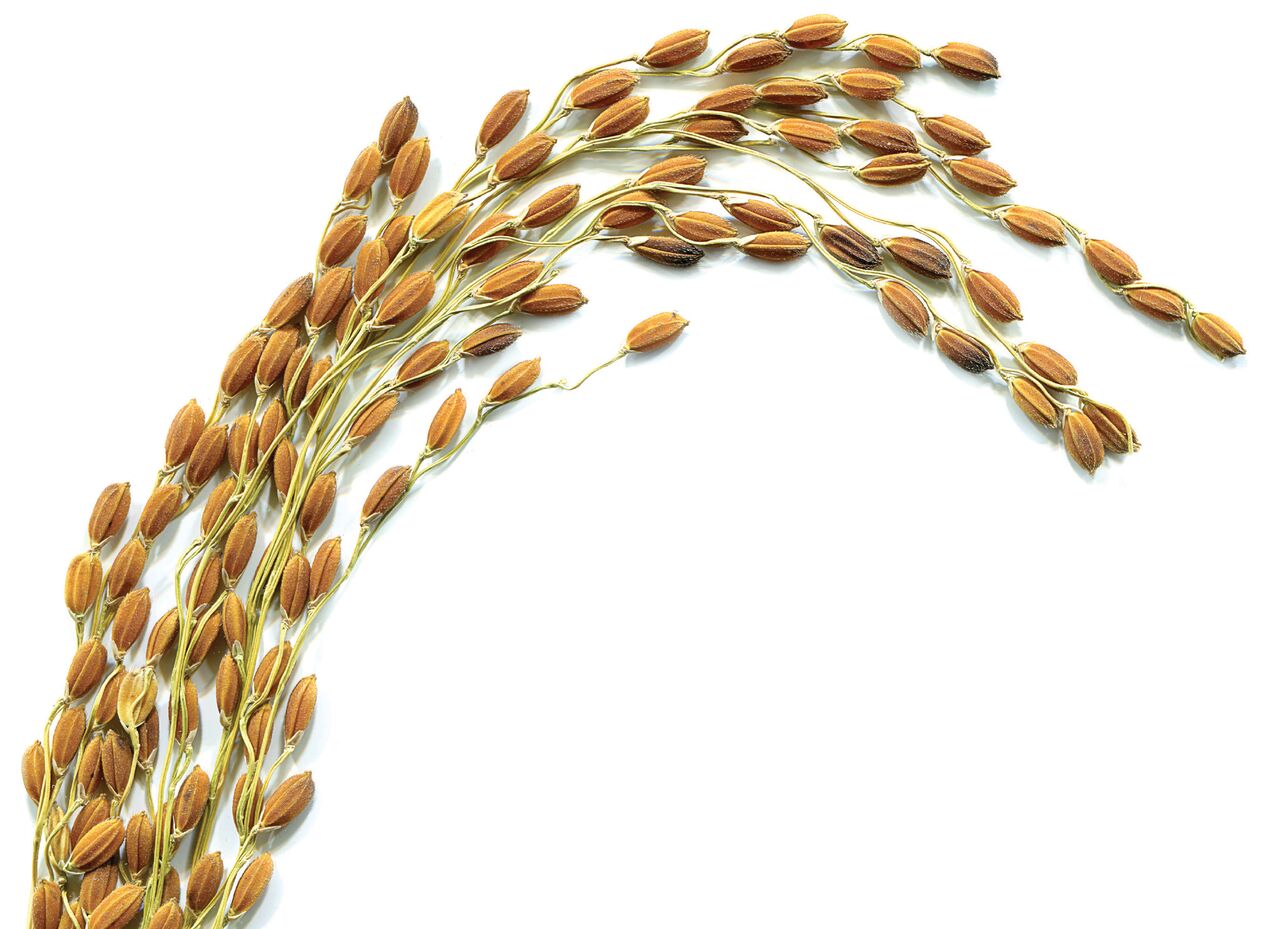 Daily Mirror - Sri Lanka Latest Breaking News and Headlines - Print ...