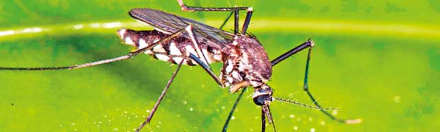 MRI miracle to fight dengue: New larvae introduced by MRI to control ...