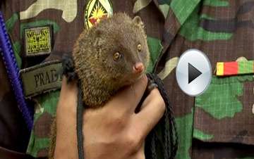 The mongoose regiment - Video | Daily Mirror