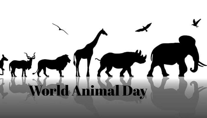 Today is World Animal Day - Mirror For Hope | Daily Mirror