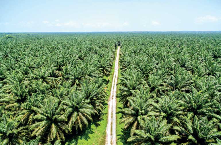 Palm oil, rubber and coconut: Ending the plantation crop bias | Daily FT