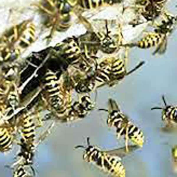 බඹර විසට ජීවිතයක් බිලි - Lankadeepa Online