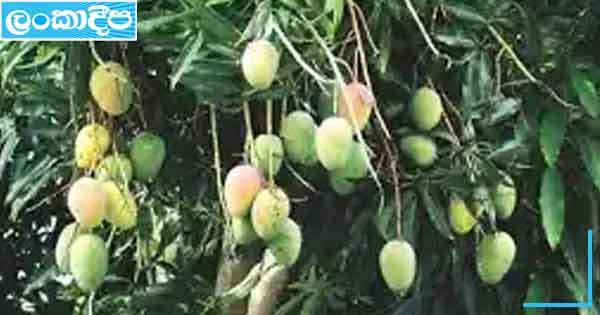 අඹයක් ලක්ෂ 7කට වෙන්දේසි වෙයි - Lankadeepa Online