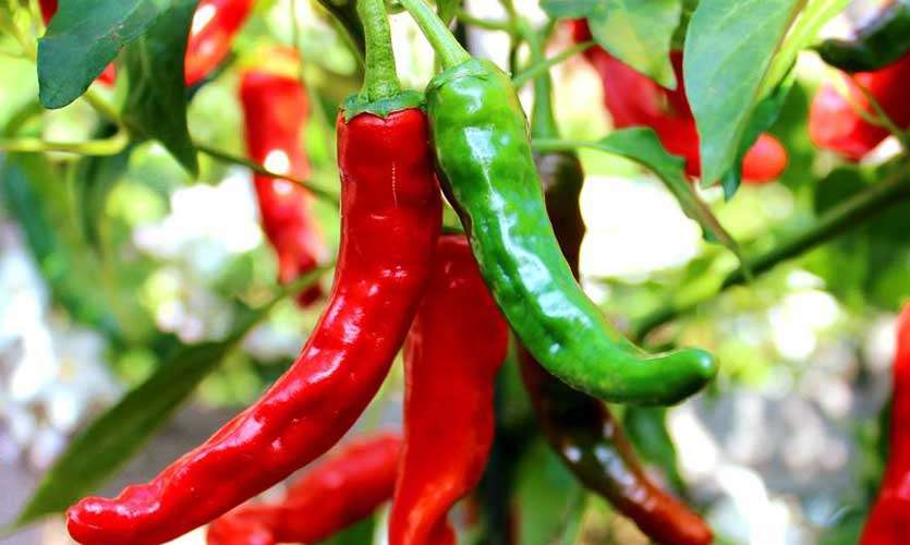 Life Online - Sri Lanka's Latest lifestyle Updates.